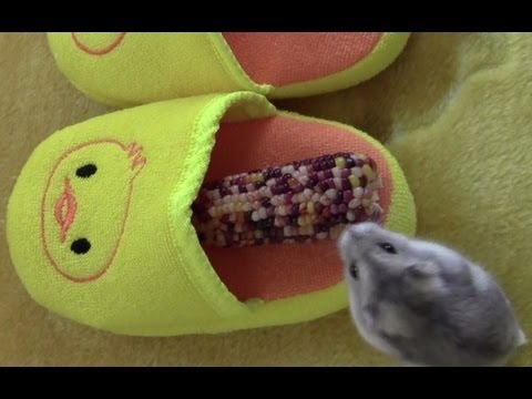 ハムスター花ちゃんの可愛いスリッパ Cute slippers for hamster - YouTube