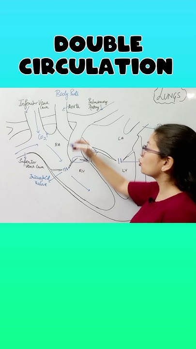 What is Double Circulation? Class 10 | Easy Explanation !" #excelbiowithankita #ncertbiology ...
