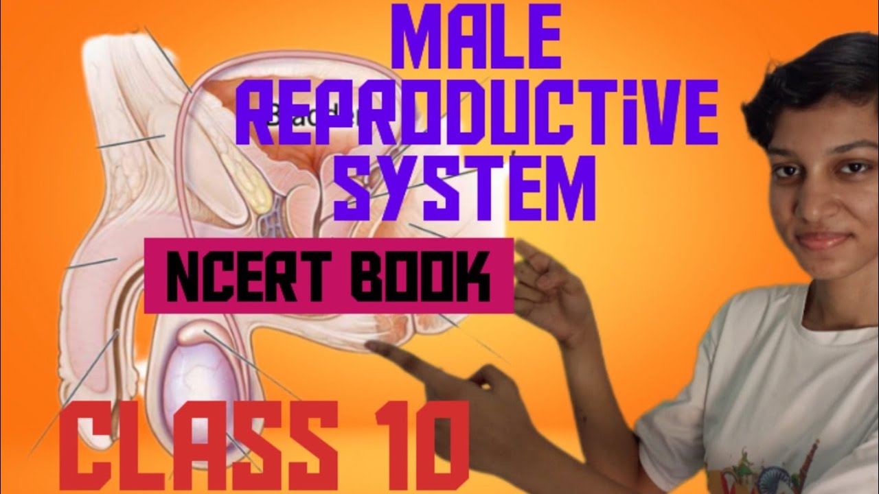 male reproductive system class 10 - YouTube