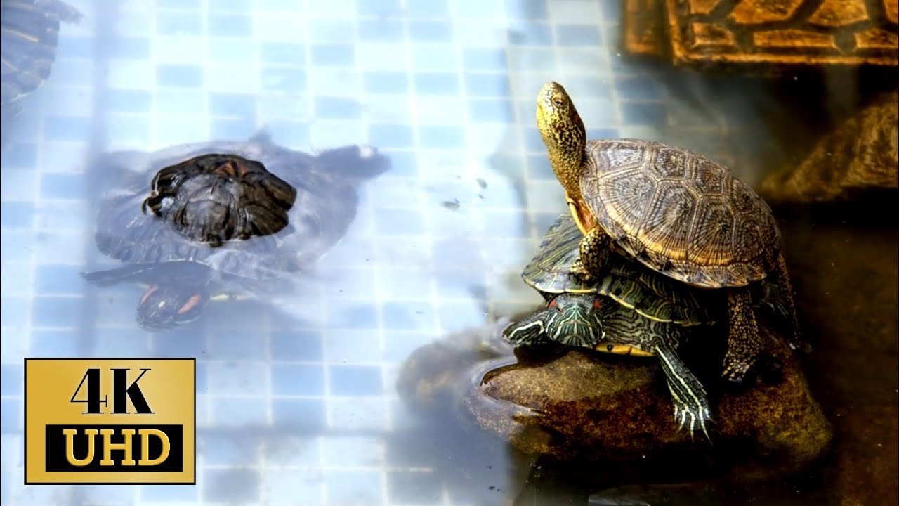 Real 4k hdr 60fps | real 4k 60fps oled demo | HDR video | - YouTube