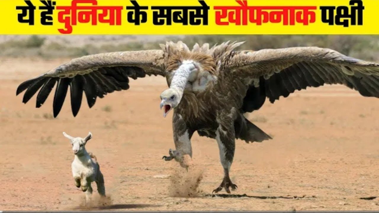 (Dangerous Bird Of The World)Duniya Ka Khatarnak pakshi - YouTube