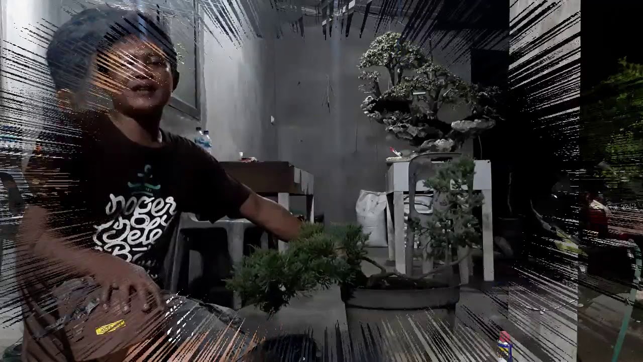 Bonsai sederhana pun layak disebut bonsai 🤣🤣🤣 - YouTube