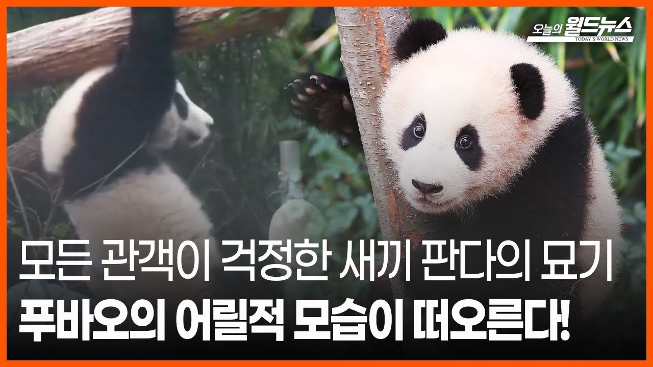 30초 월드 모든 관객이 걱정한 새끼 판다의 묘기 푸바오의 어릴적 모습이 떠오른다 Youtube
