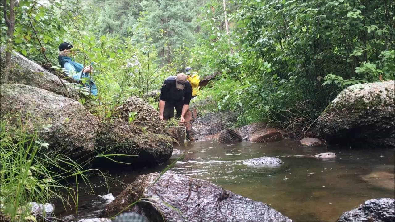 Beaver Relocation - YouTube