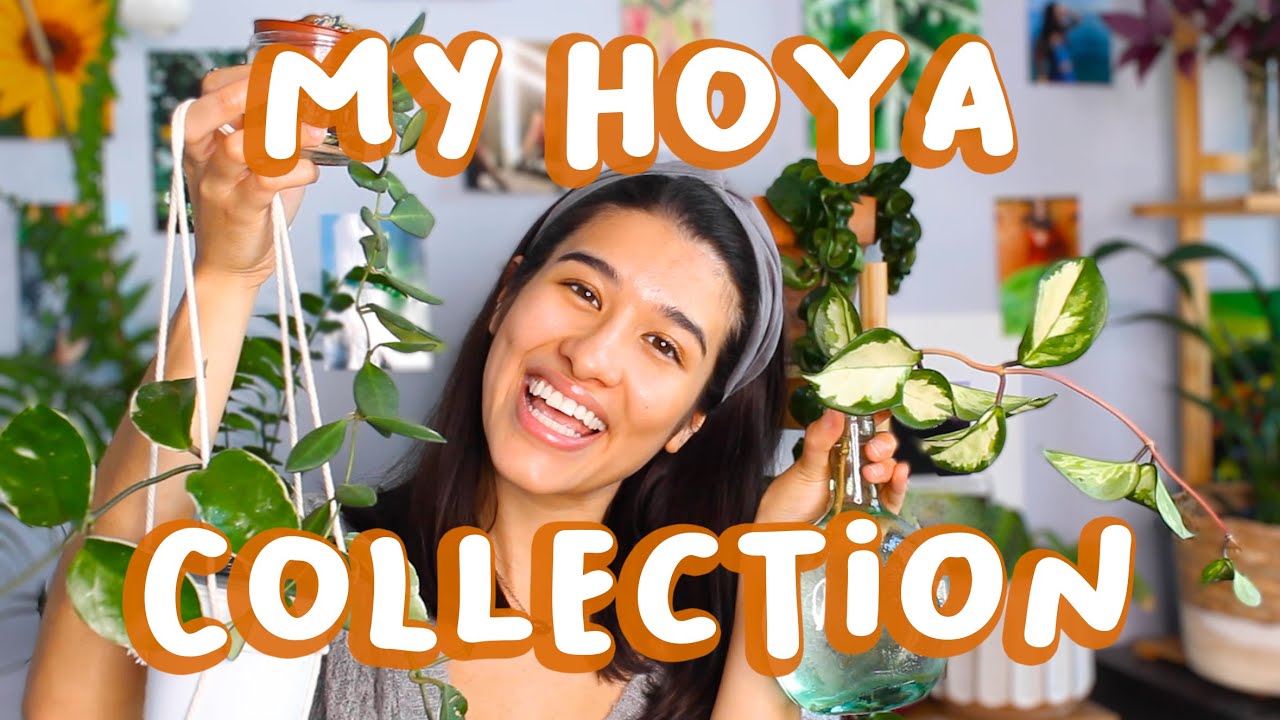 MY HOYA COLLECTION | how I got all my hoyas for free (storytime) - YouTube