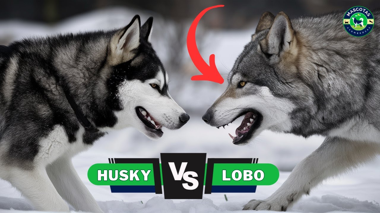 Diferencia Entre Lobo Siberiano Y Husky – RUAUE