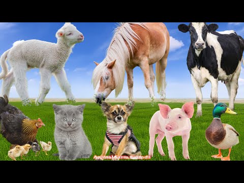🐮 Super Cute! Adorable Sounds & Moments: Cow, Sheep, Cat, Dog, Hen, Pig, Horse, Duck - Animal Video