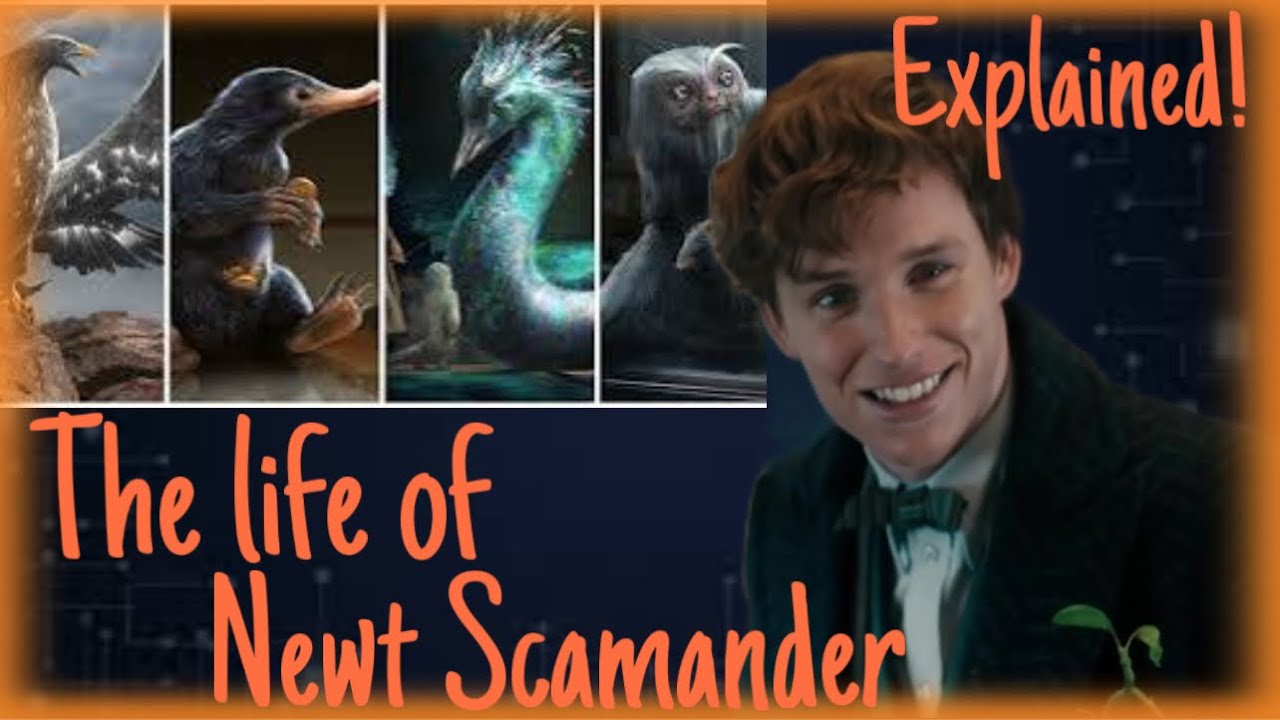 The life of Newt Scamander - Harry Potter Explained!!Pt1 - YouTube
