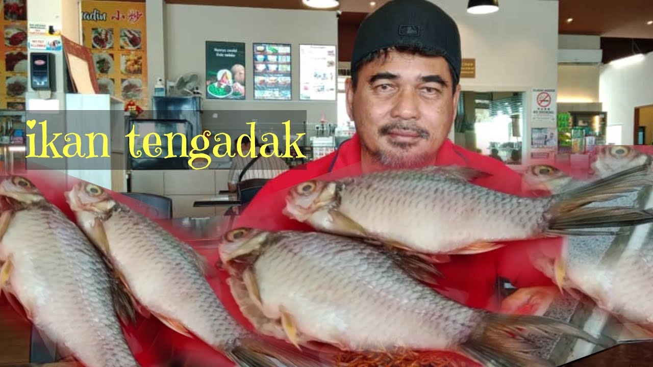 Resepi Ikan Tengadak Kukus/Panggang. #nadailebu - YouTube
