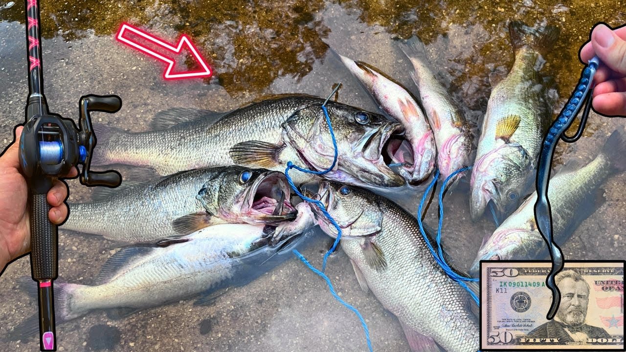 How I Caught a Stringer of Bass on Just $50 Gear! - YouTube
