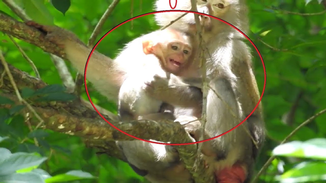 New Baby Monkey Crying Cos Hungry ST902 Mono Monkey - YouTube