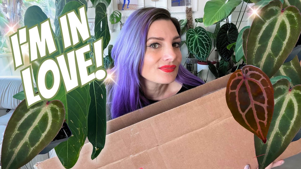 The HUGE Dream Rare Plant 🌱 UNBOXING Haul- I'm Still in Shock!😮 - YouTube