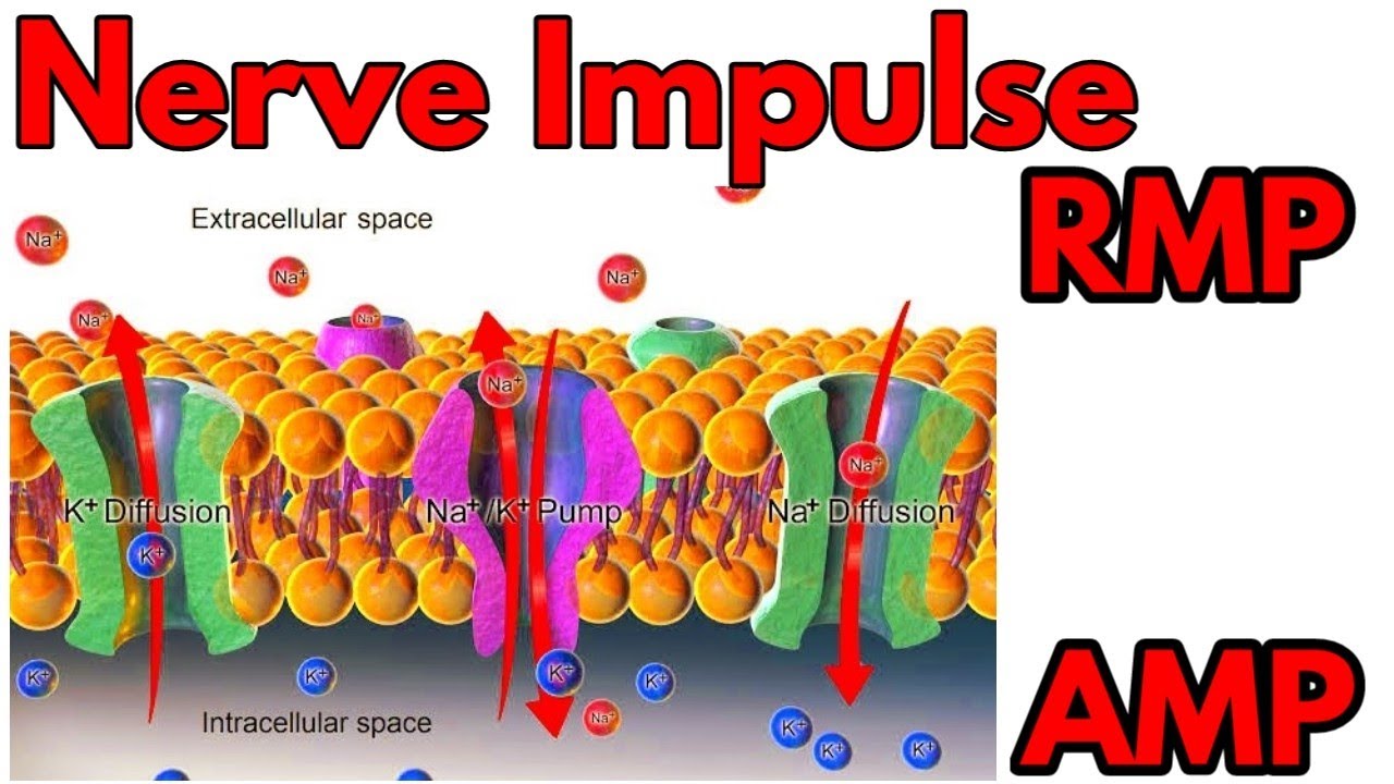 Active membrane potential| AMP |Nerve Impulse class 12 | Resting ...