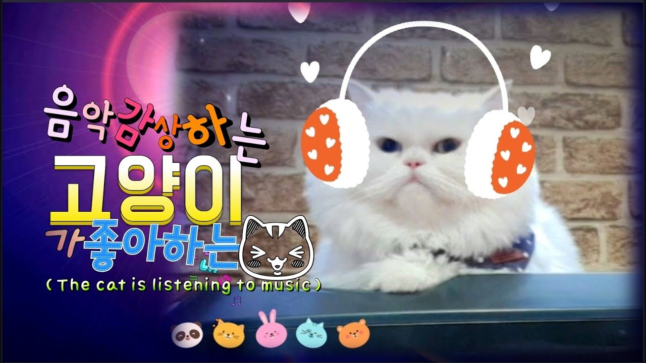 [까캔튜브] 까까 고양이는 음악 감상중 KAKA cat is listening to music - YouTube