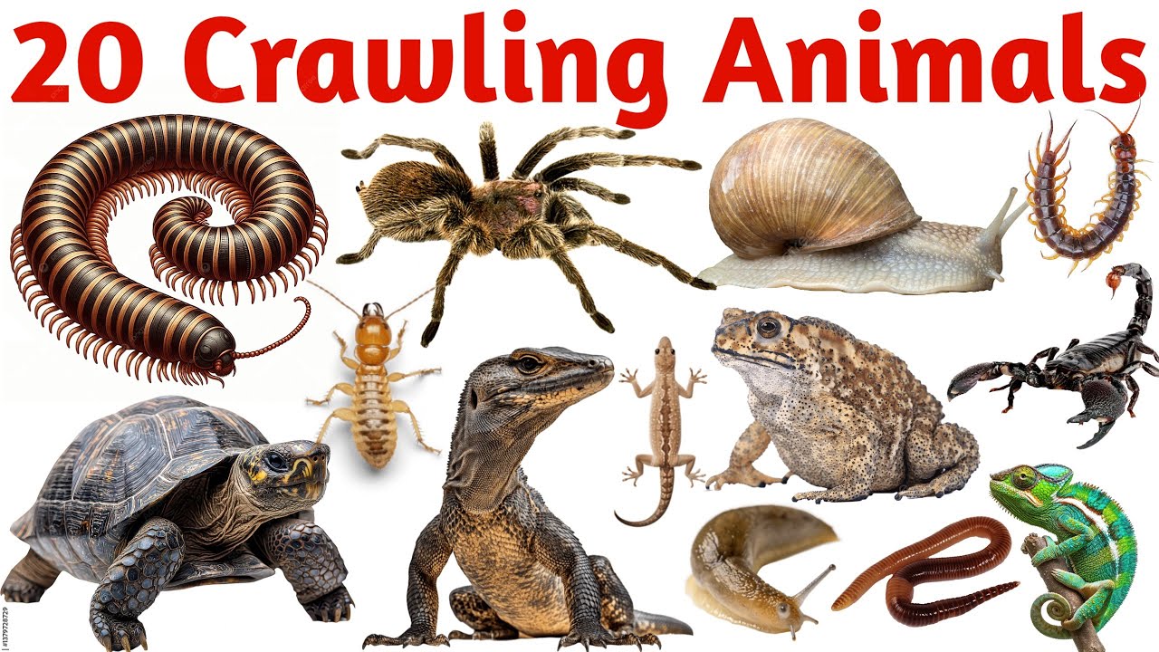 20 रेंगने वाले जानवरों के नाम | Crawling Animals for Kids | Preschool ...