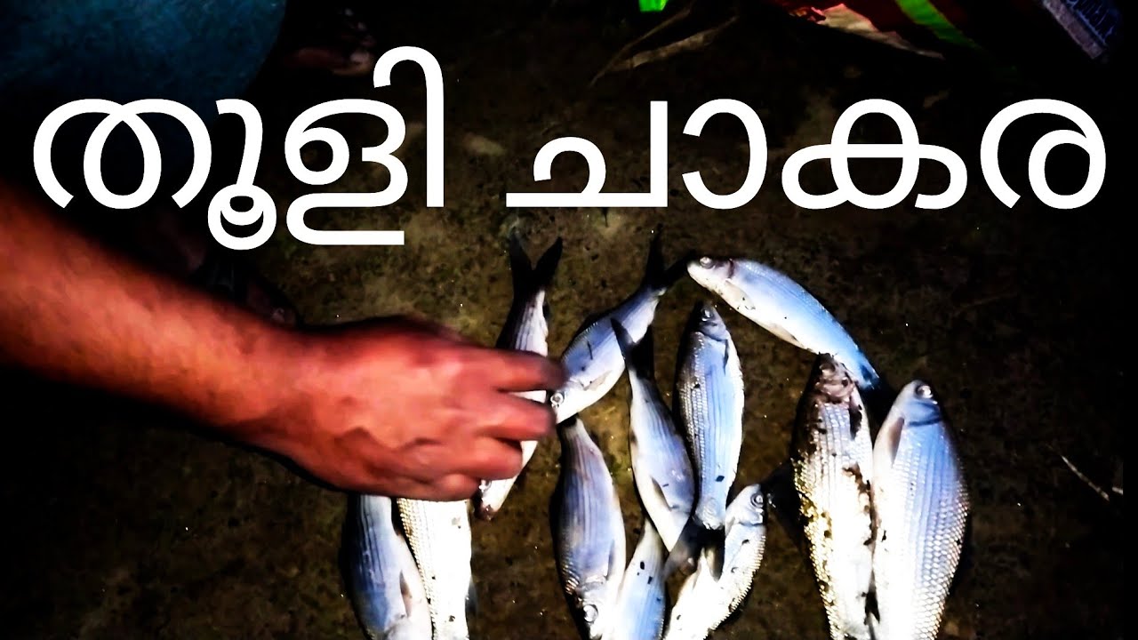 മീൻ കിട്ടി തുടങ്ങിയാൽ.. പിന്നെ ചറ പറ കിട്ടും.. 🐟🐟thooli (pullan ...