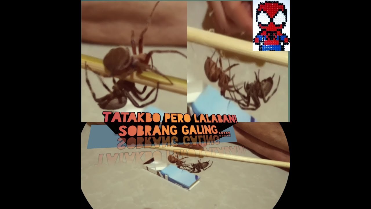 Gagamba OS vs Good! tatakbo pero lalaban..Best fight. - YouTube