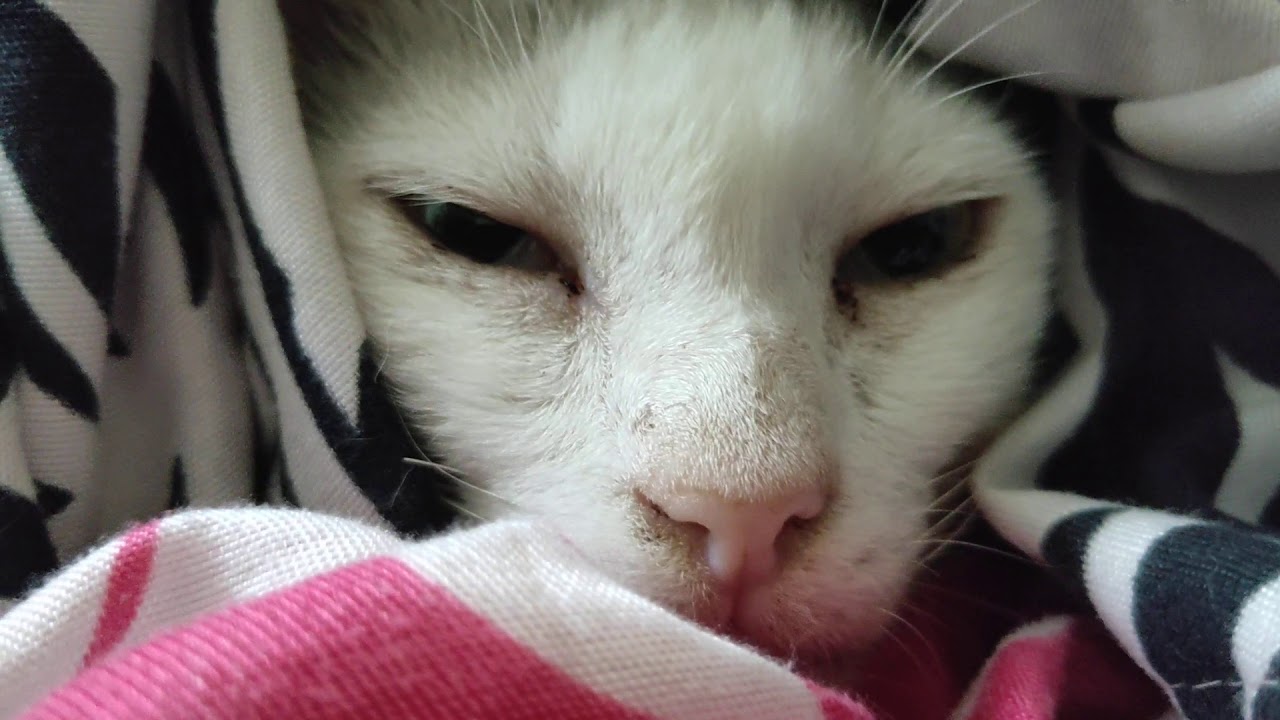 Mother cat cozy demon stare part 1 - YouTube