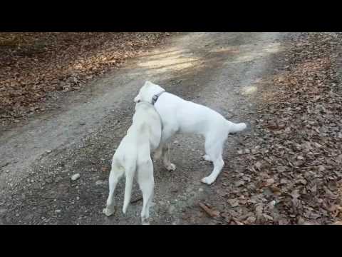 Alabai (3 months) and american buldog
