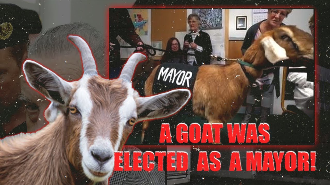 The Town That Elected a Goat as Mayor! - YouTube