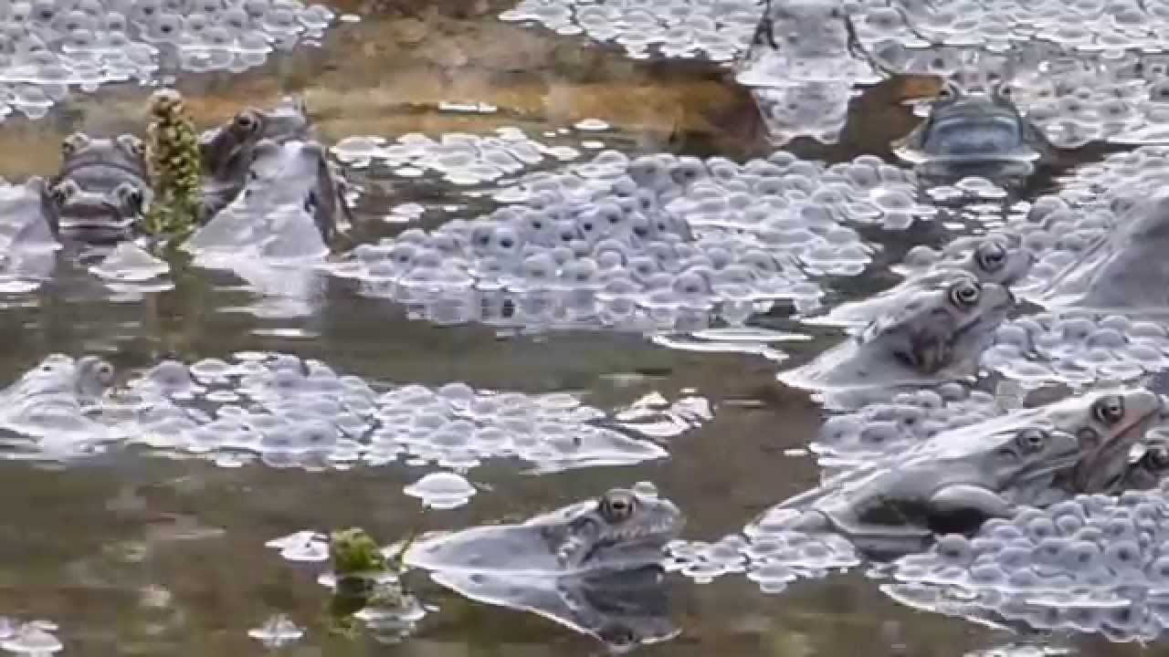 Frogs:a simple short video of frogs - YouTube