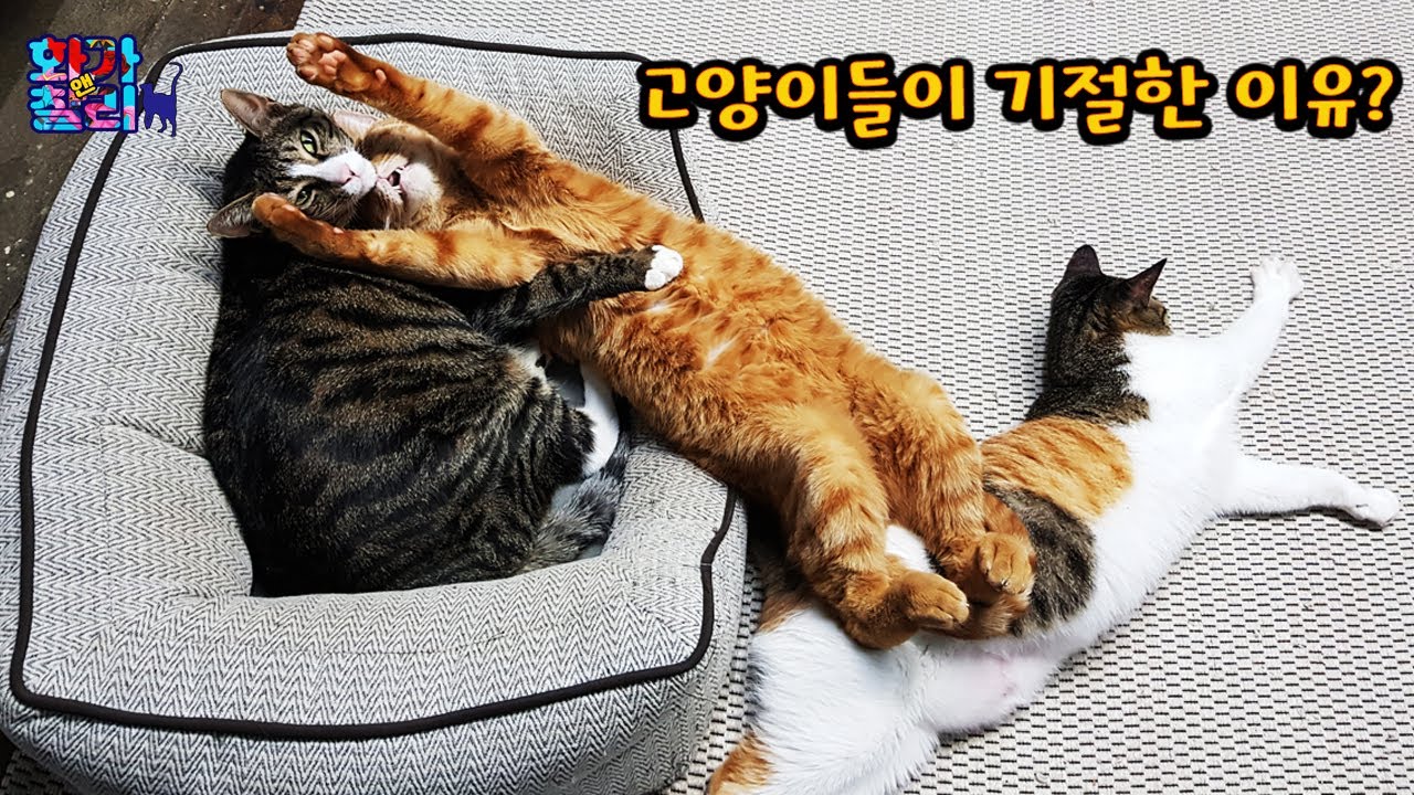 고양이들이 기절한 이유? / What made the cats faint? - YouTube