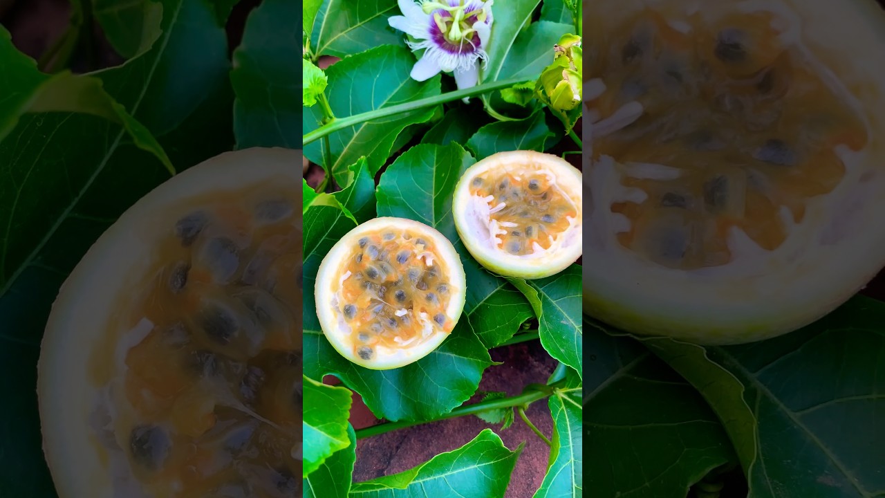 Juice kai with Honey 🍯😋 Tasty 🤤 Passion Fruit #gardening #shorts # ...