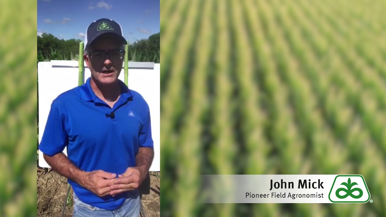 Corn Root Lodging - YouTube