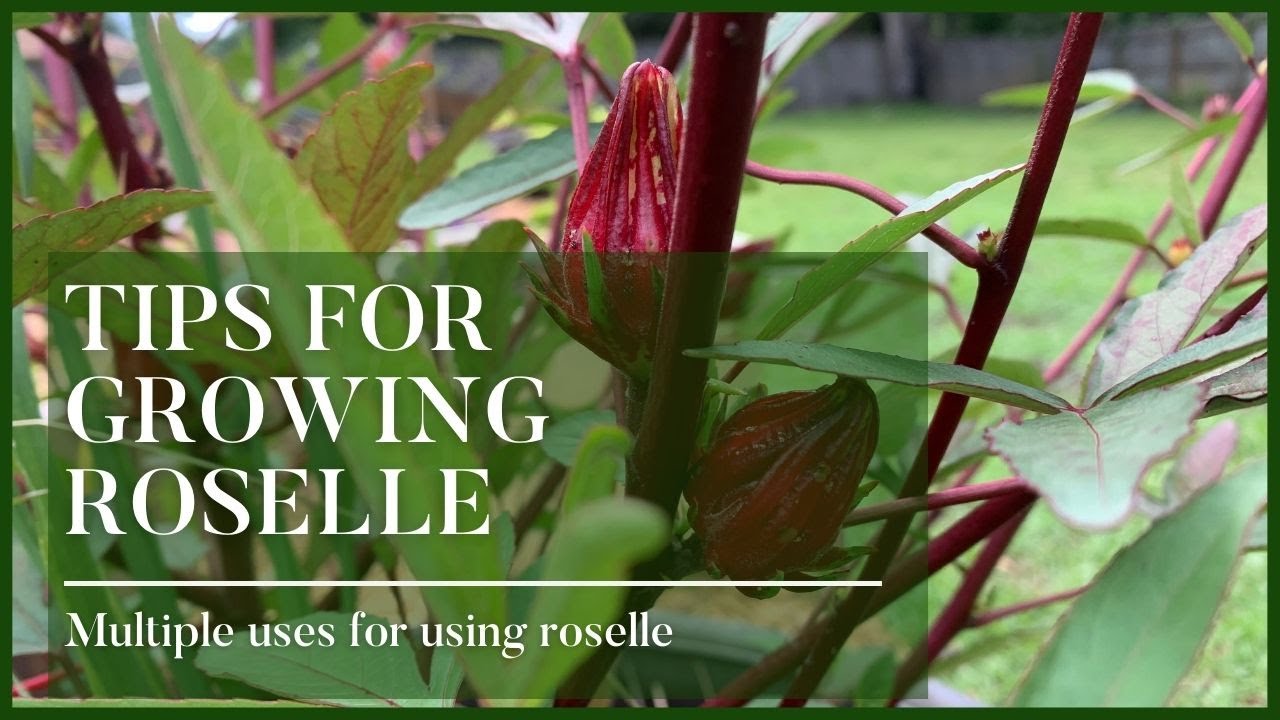 Tips for Growing Roselle| Roselle Hibiscus|Harvesting Roselle|Uses for ...