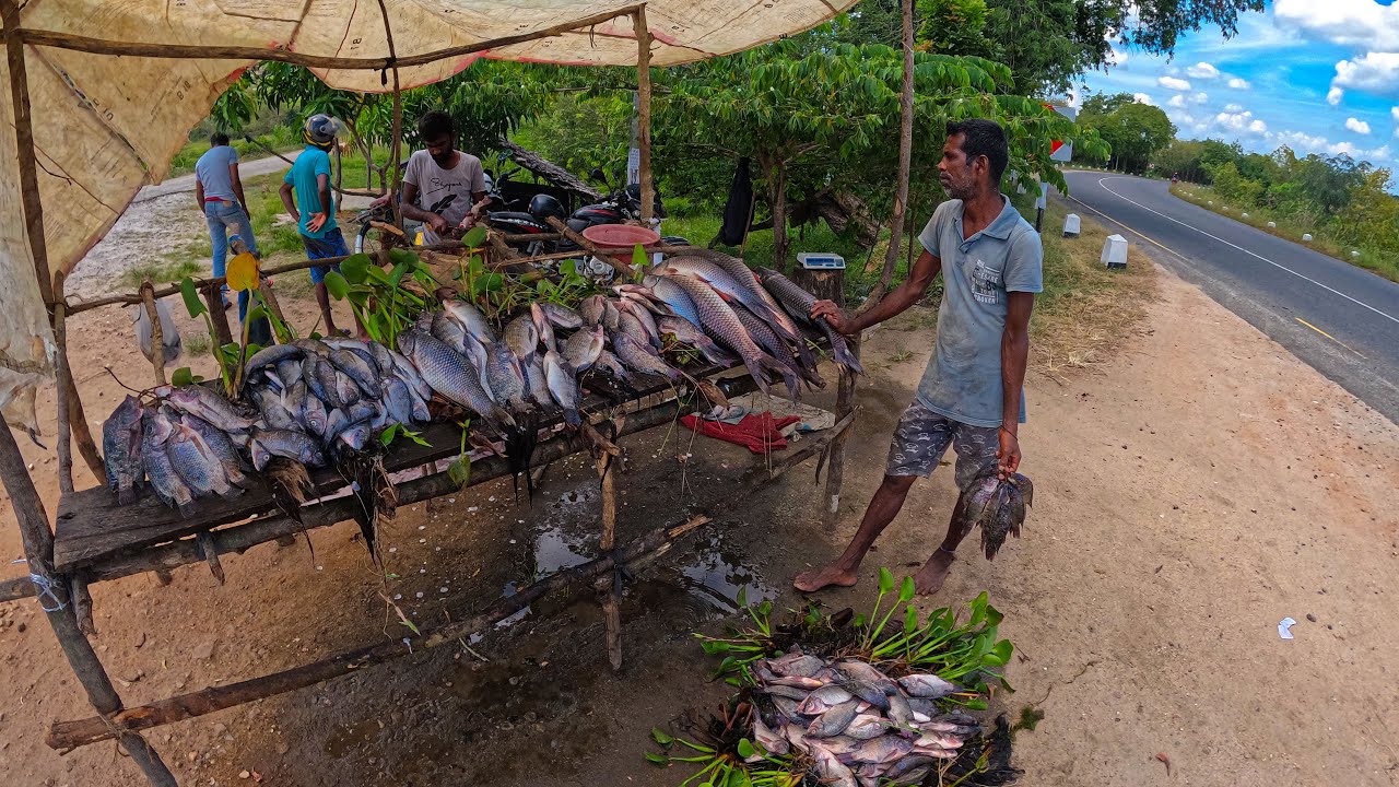 Amazing Beautiful Road Fish Market Live Tilapia Rohu Excellent Fish ...