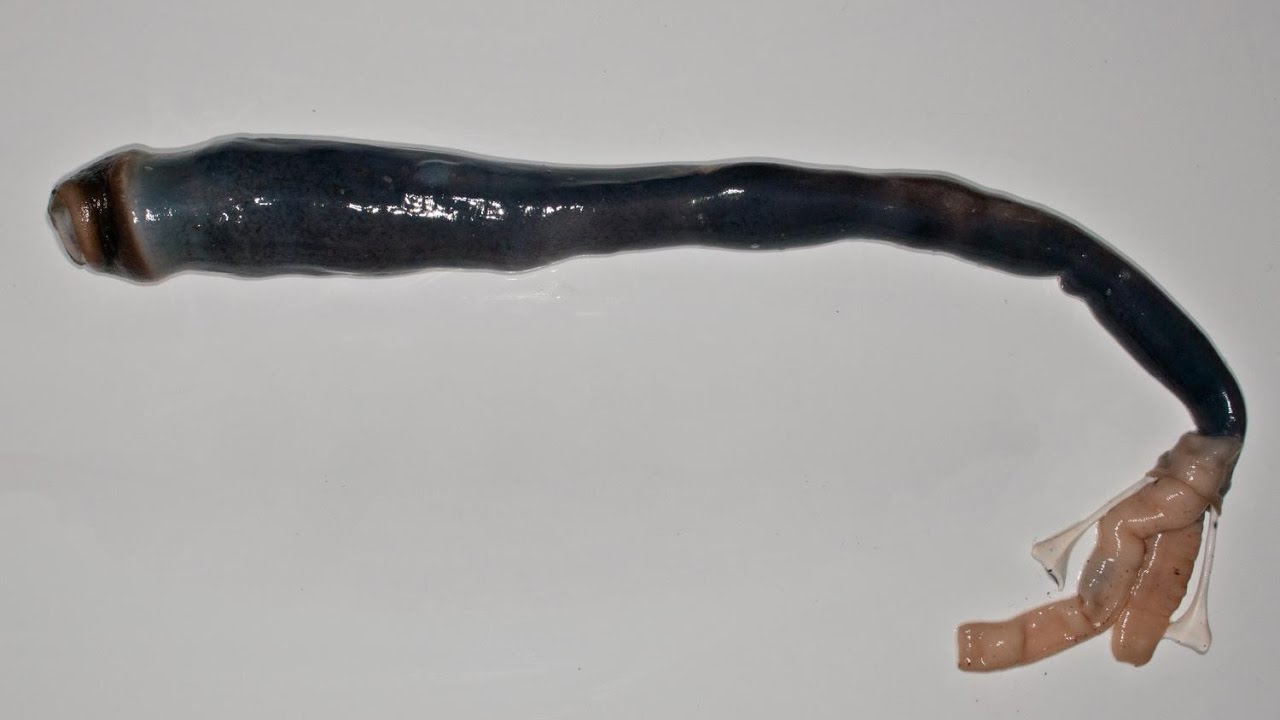 The Mystery of the 5 Foot Long Shipworm Just Got Stinkier - YouTube