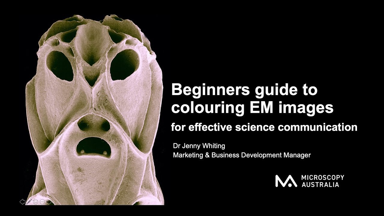 Electron Microscope Color