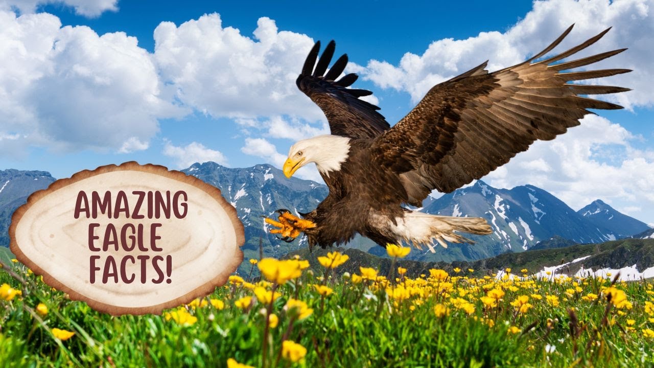 Fun Eagle Facts! | Discover the Amazing World of Eagles | cool eagle ...
