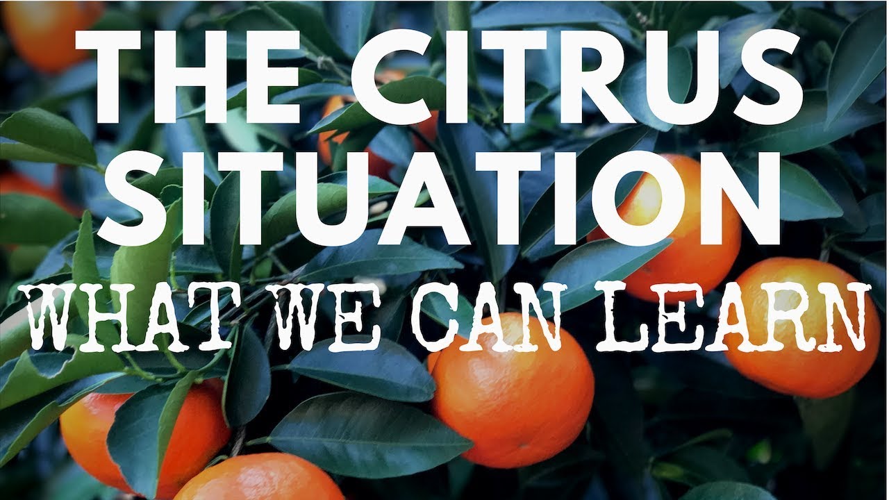 THE GREAT CITRUS FAIL! How Florida Growers Lost Their Famous Fruit ...