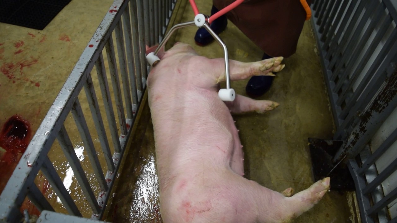 TBG 100 Hog Stunner Mark Schad Online - YouTube