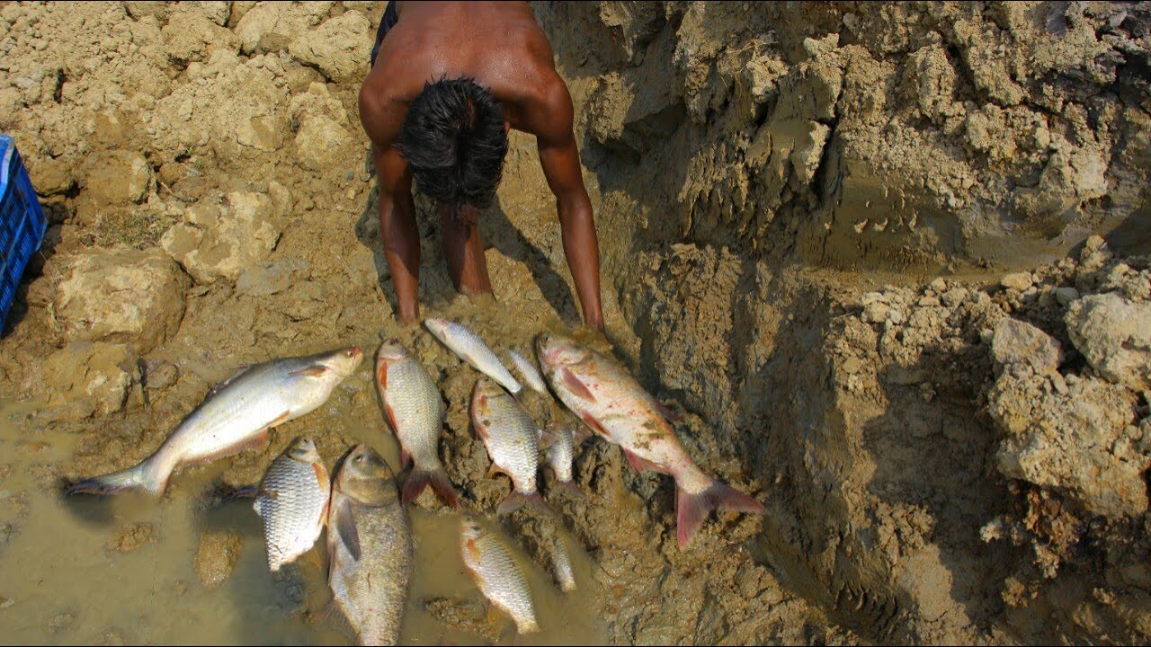 Unbelievable Dry Fishing | Catching Catfish in Dry Season | Unique ...