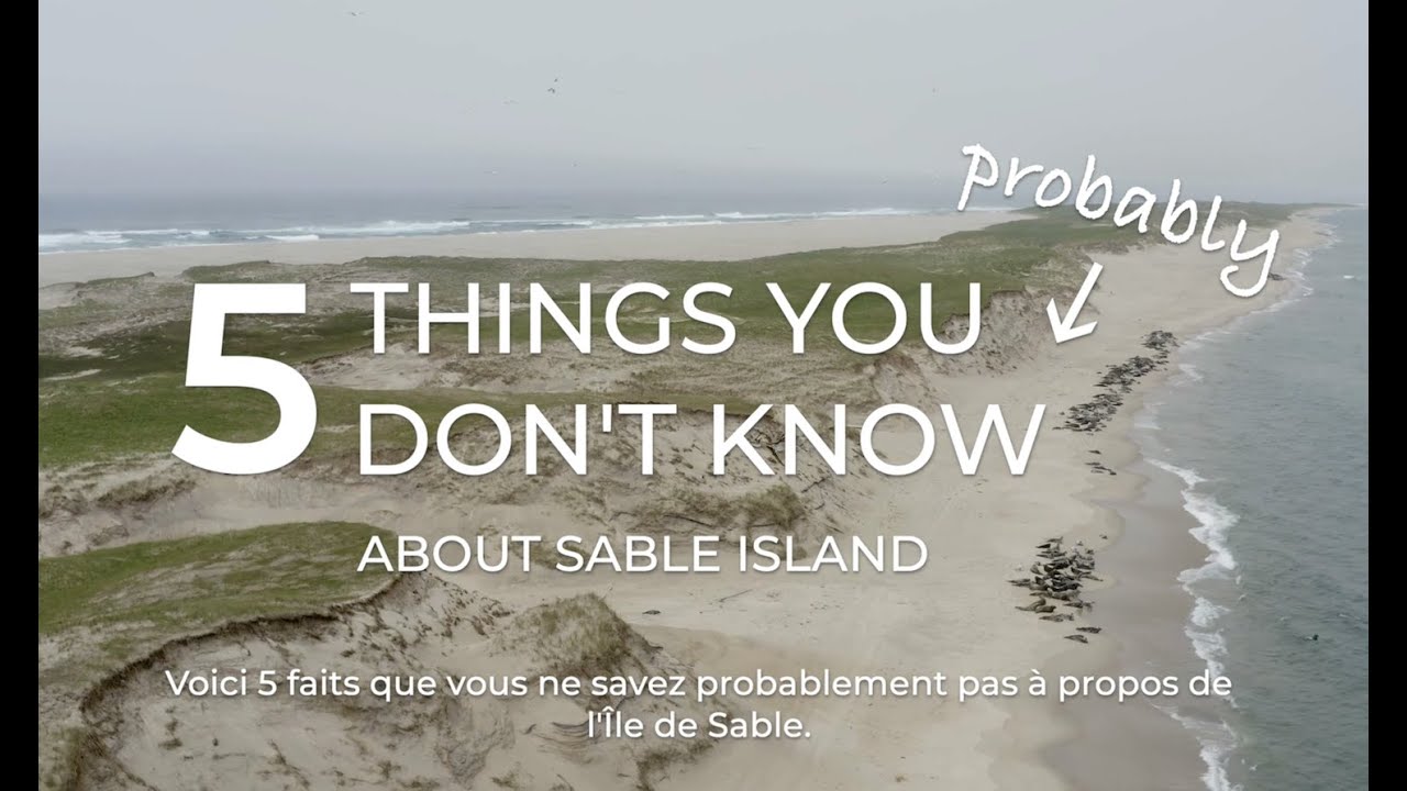 Cinq choses que vous ne savez (probablement) pas sur l’île de Sable ...
