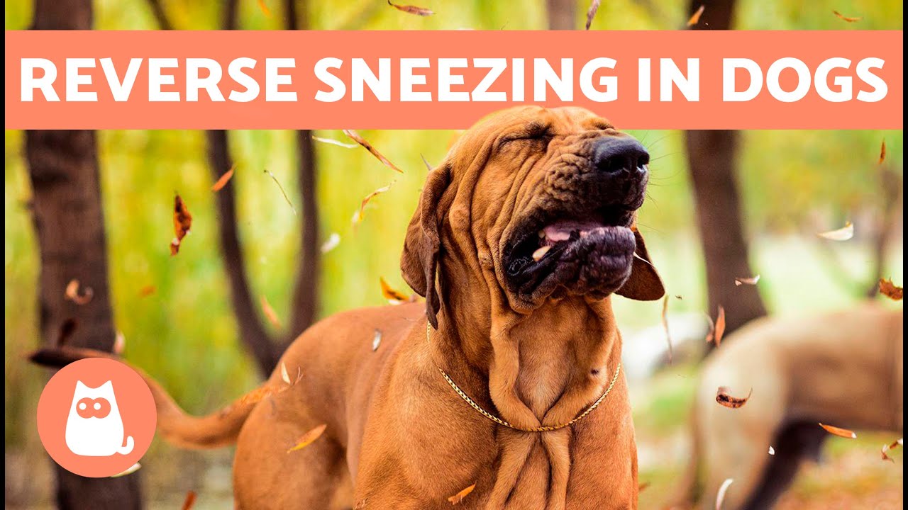 DOG is Making Sounds Like SNORTING 🐶 What Is REVERSE SNEEZING in DOGS ...