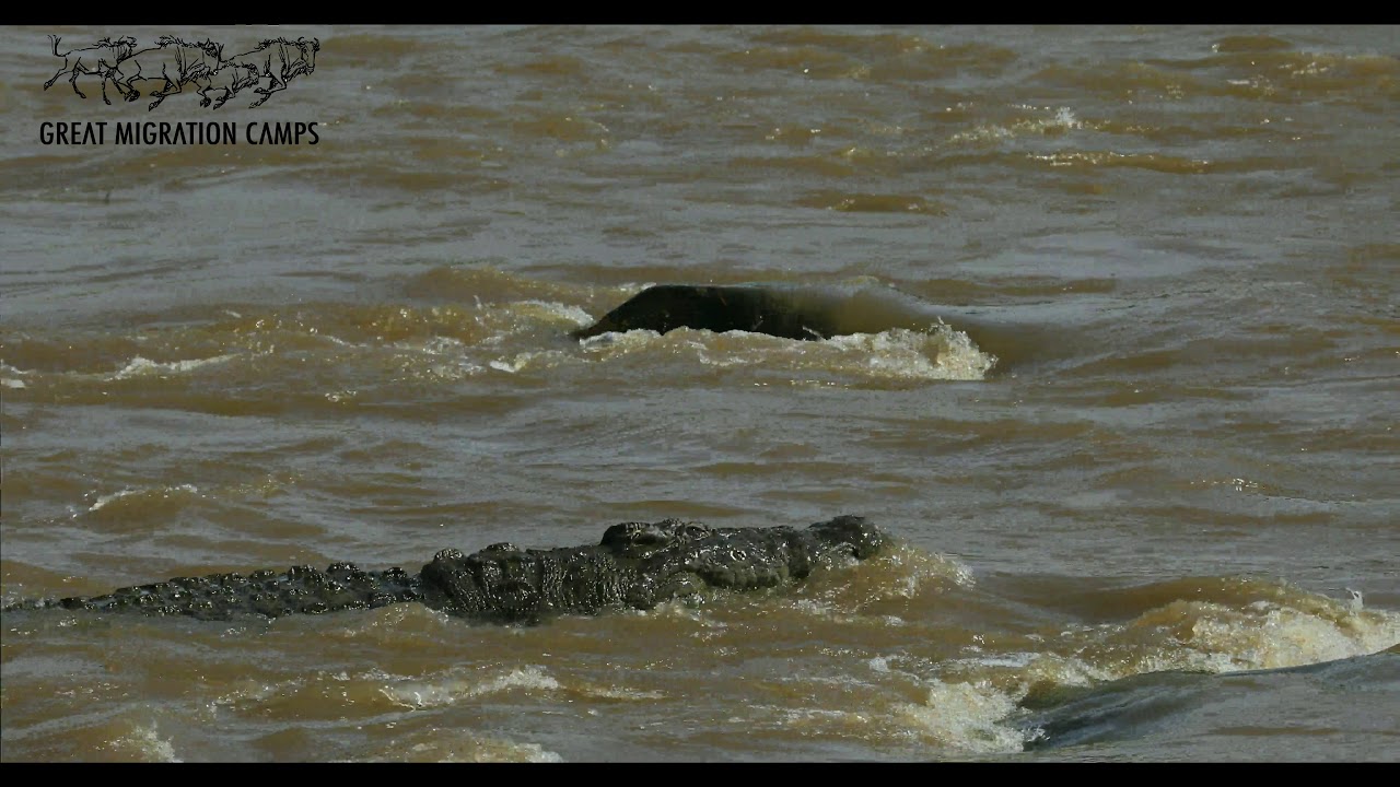 Crocodile kills wildebeest - Mara River, Serengeti with Great Migration ...