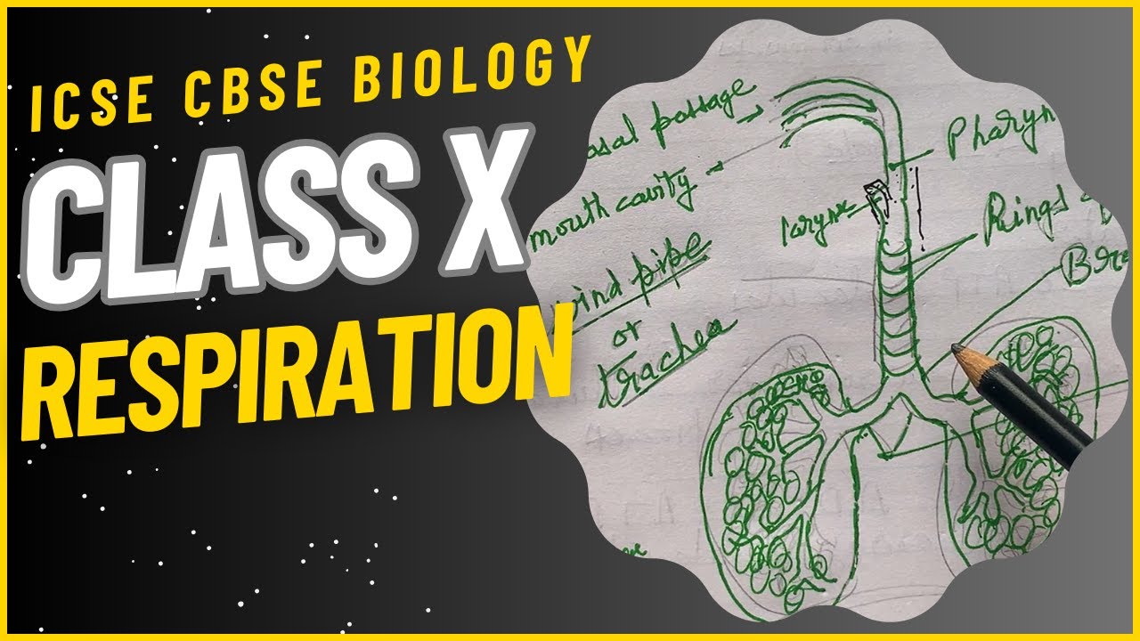 CLASS X CBSE Tutorial: Respiration || Biology || CBSE - YouTube