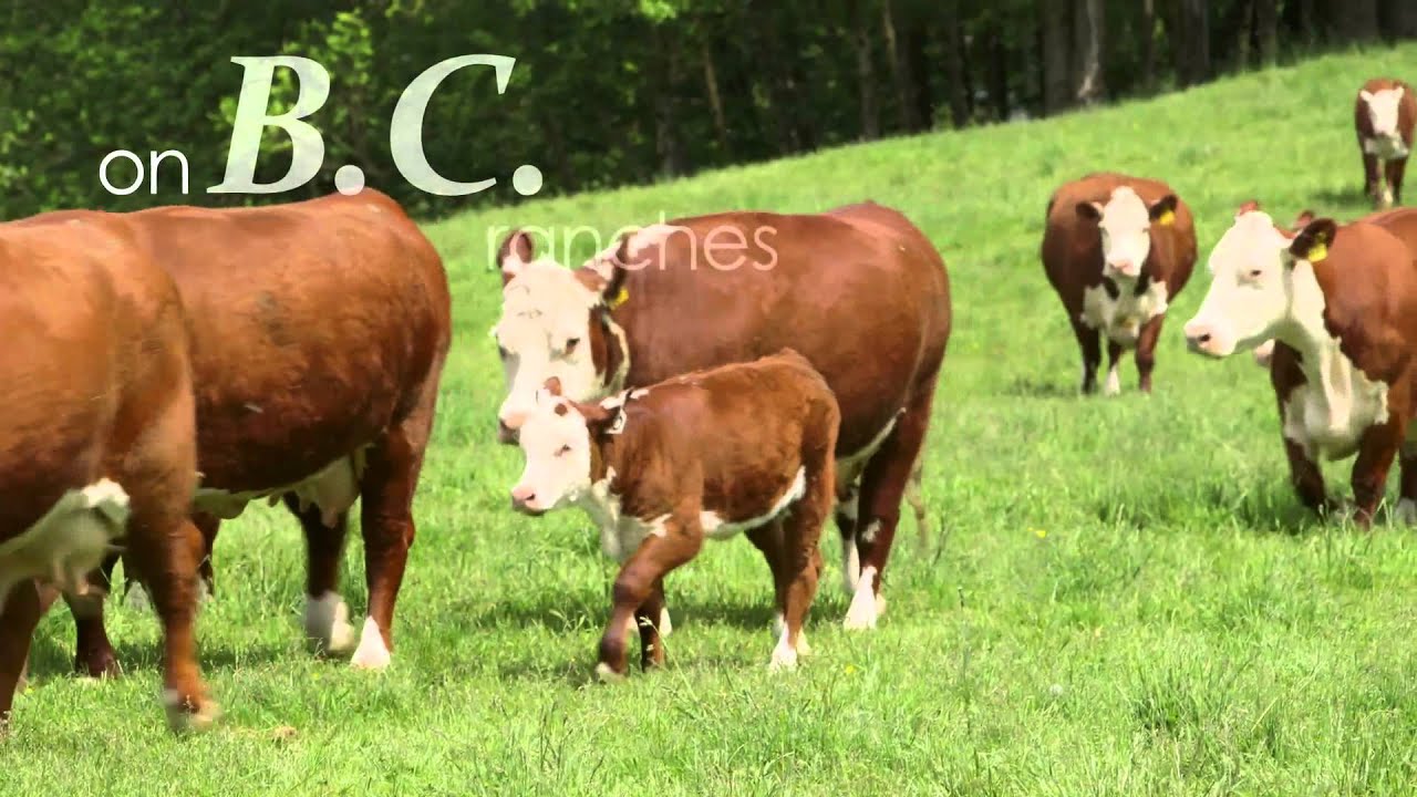 BC Beef. Good. Naturally. - YouTube