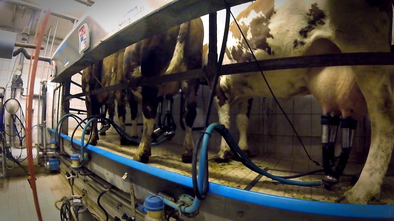 Milking cows on a small dairy farm - YouTube