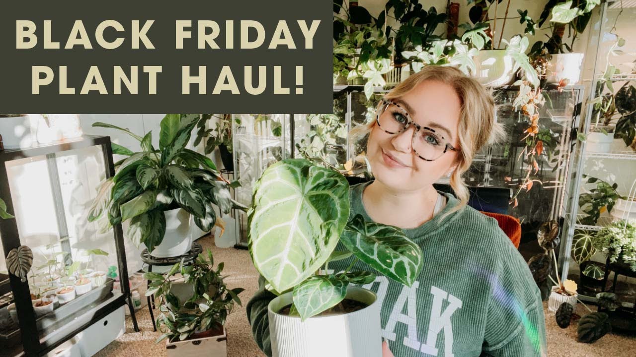 Black Friday/Small Business Saturday Plant Haul!! | 9 New Houseplants ...