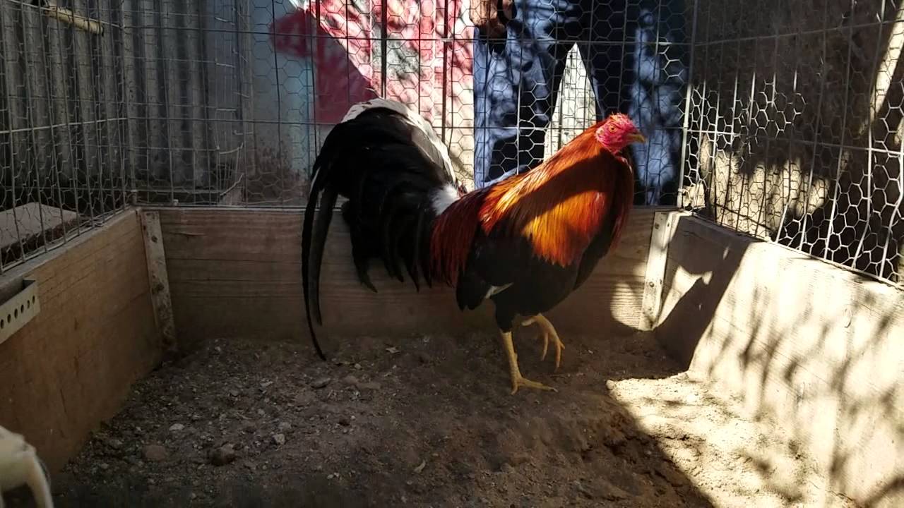 Gull Broodcock - YouTube