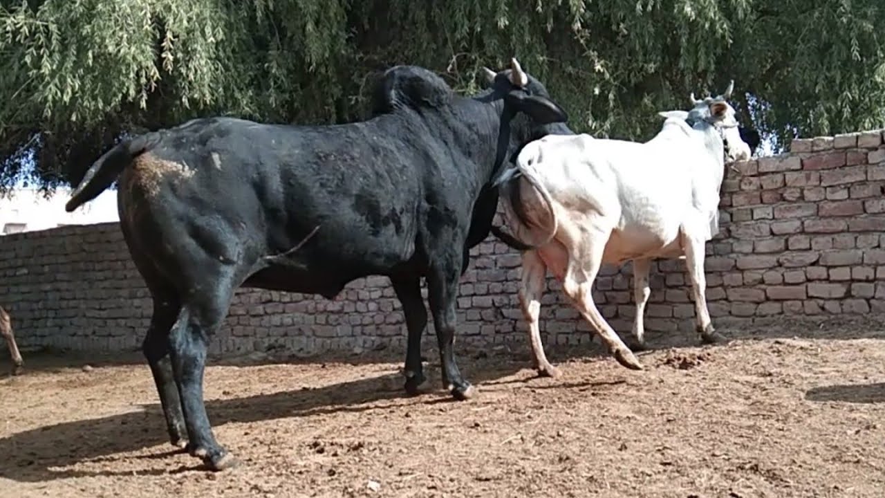 Black bull and white cow meeting ! Cow sex video ! Cow mating video ...