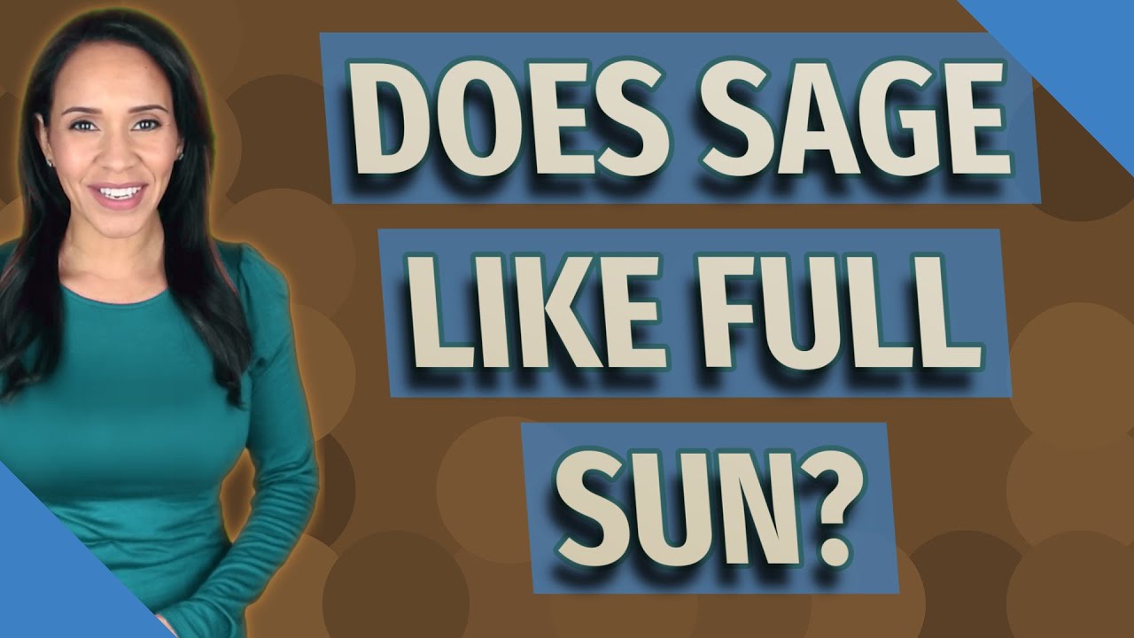 Does sage like full sun? - YouTube