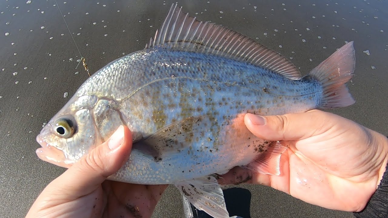 California Redtail Surf Perch Fishing In Mid-April 2020 (Fishing Report ...