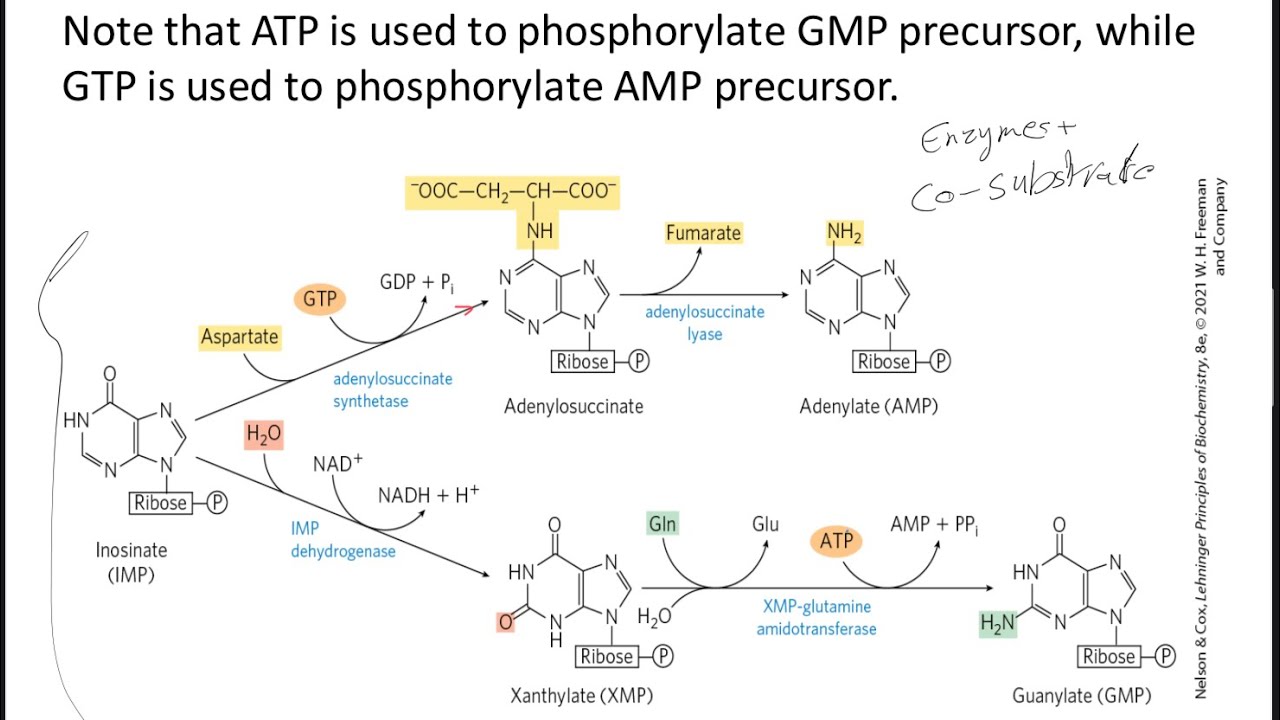 Purin,pyrimidine synthesis, ribonucleotide reductase,folic acid. - YouTube