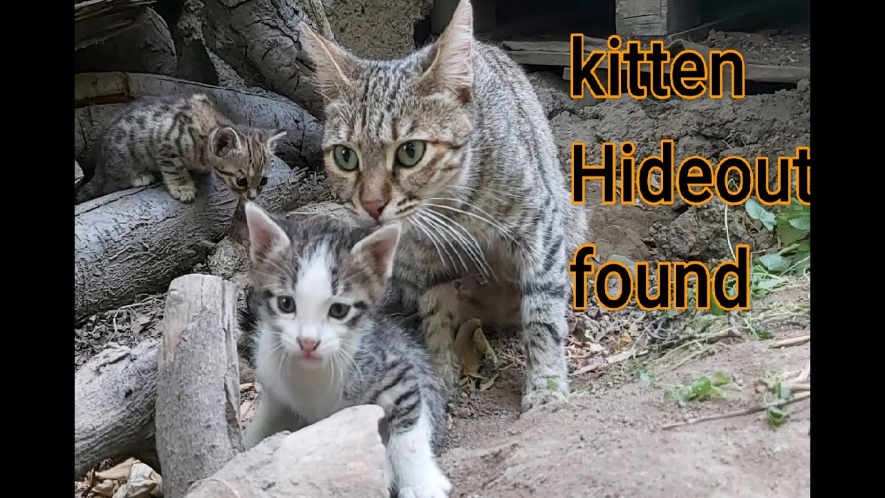 Finally, I found my cat hideout and her baby kittens! - YouTube