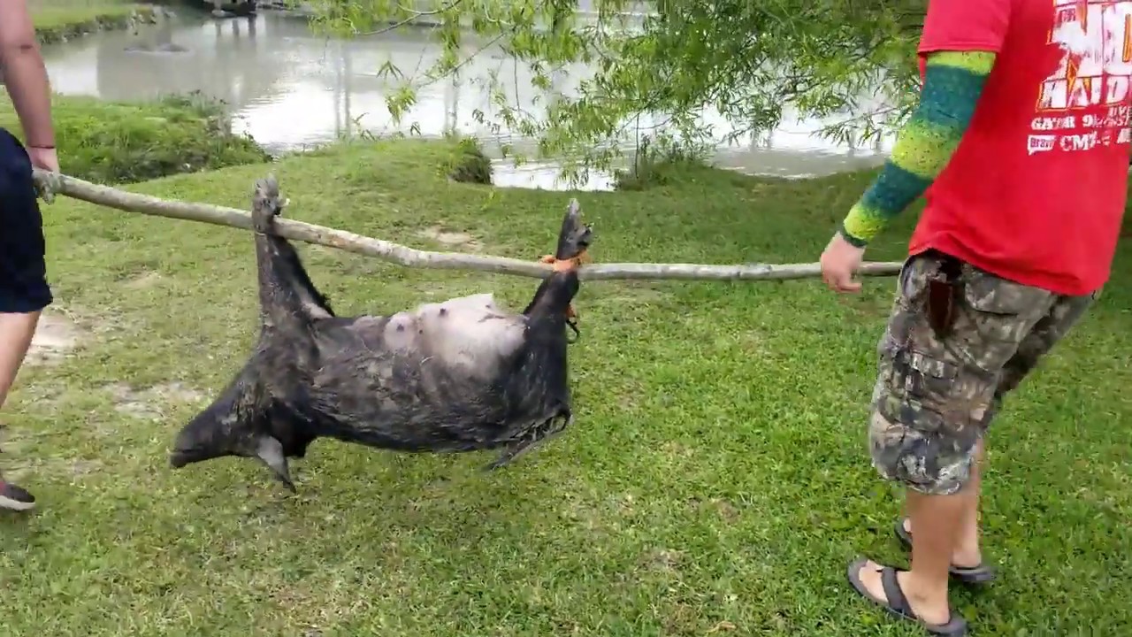 Gators Eat Hog - YouTube